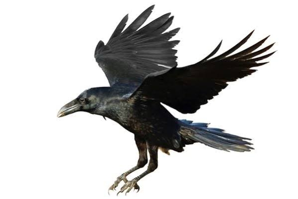 Hot Chapters from Emperor’s Domination - Wehear